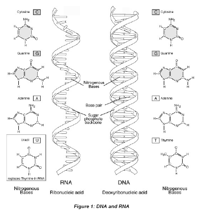 Elementary human genetics | Health Knowledge