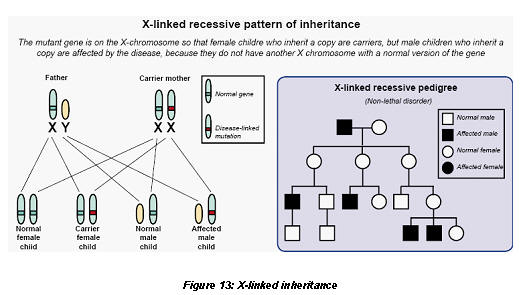 Basic genomic concepts including patterns of inheritance, penetrance ...